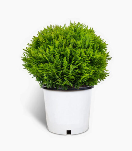 Când se tunde tuia? - TuiaVerde.ro