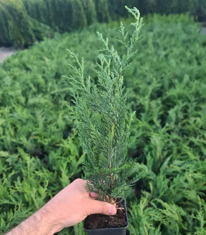 Chiparos Leylandii | Preț Accesibil | TuiaVerde.ro